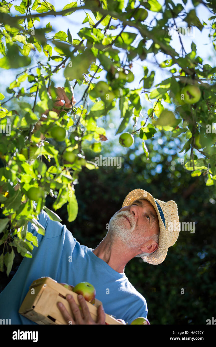 Checking fruit ripe hi-res stock photography and images - Alamy
