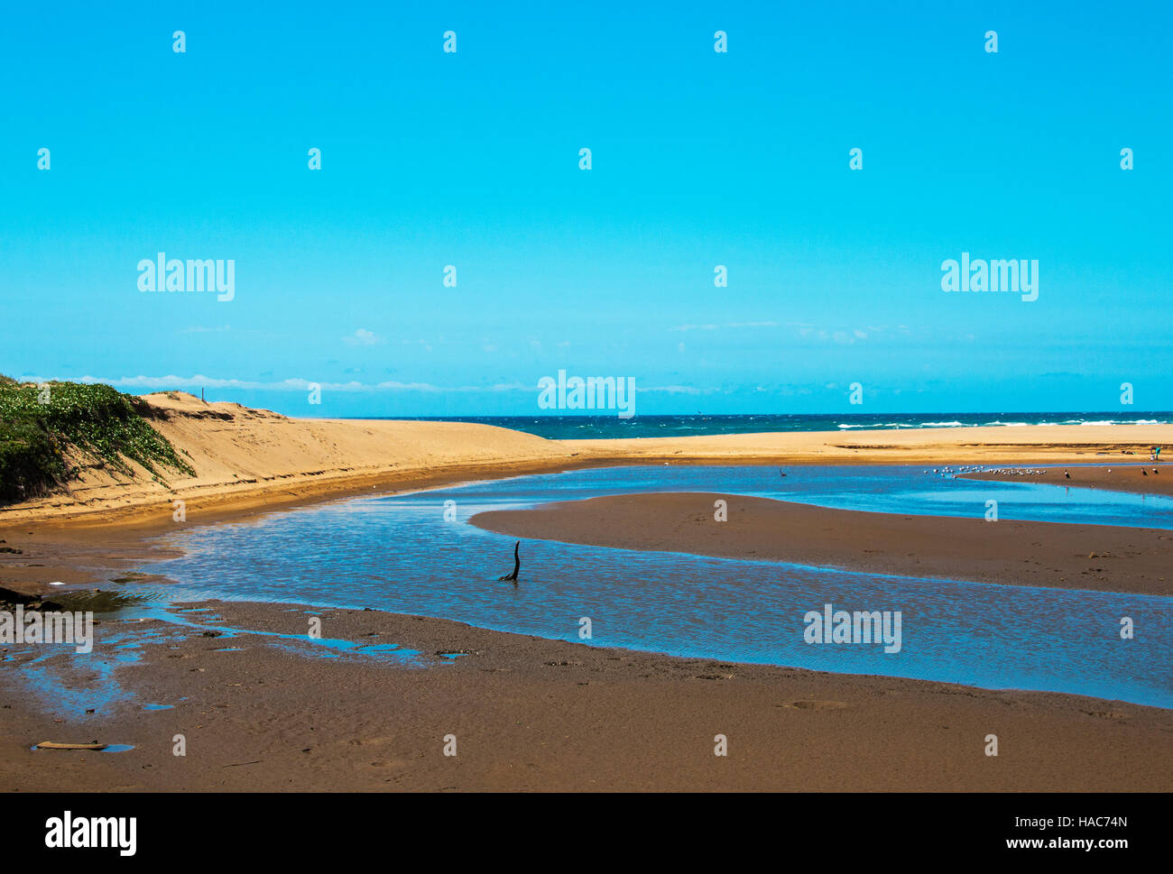Dry muddy lagoon against vegetated sand dune against ocean and blue sky ...