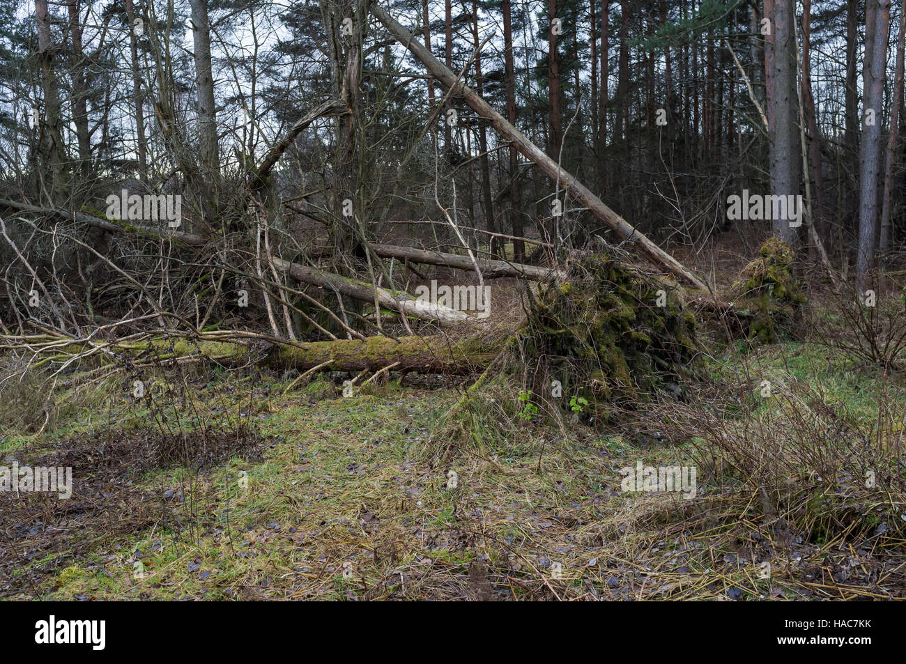 Fallen trees in the autumn forest Stock Photo - Alamy