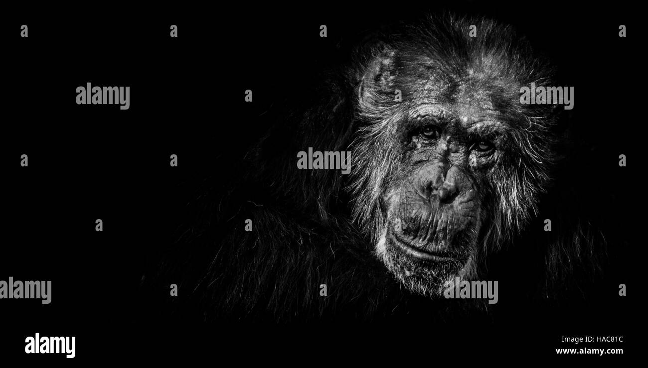 Monochrome Chimpanzee portrait Stock Photo - Alamy