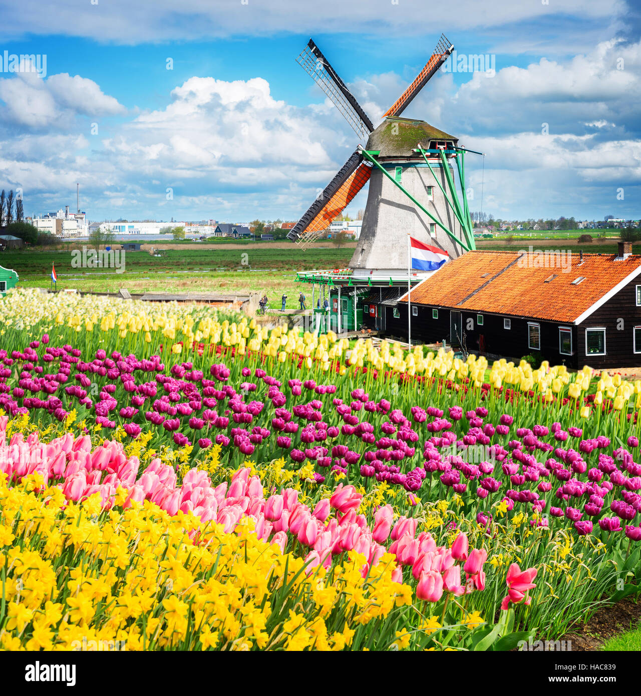 Dutch wind mills Stock Photo - Alamy