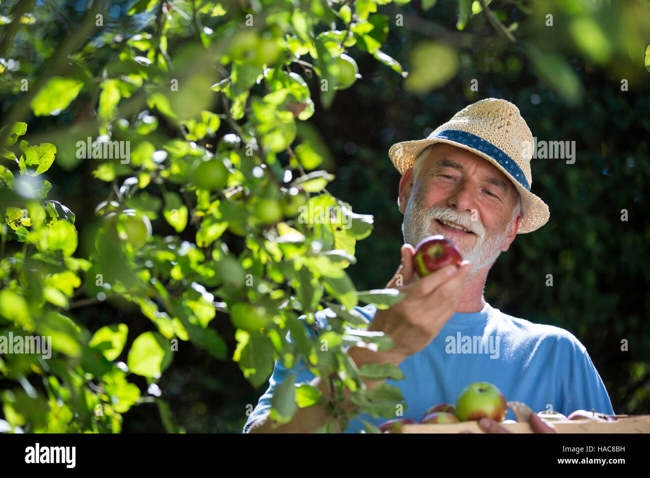 Checking fruit ripe hi-res stock photography and images - Alamy