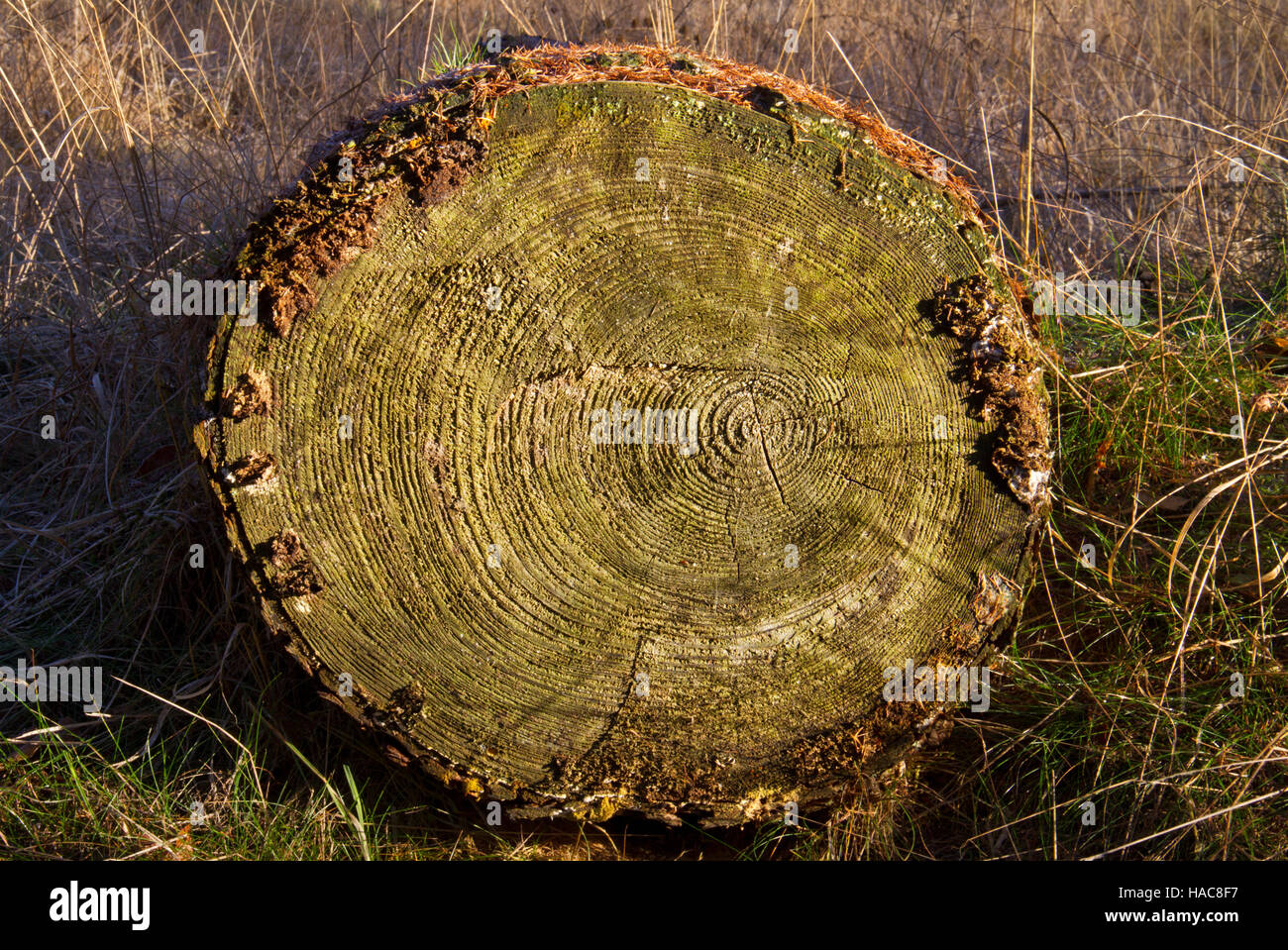 Old larch tree hi-res stock photography and images - Alamy