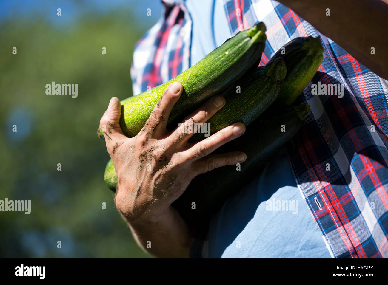 Senior man holding fresh zucchini in vegetable garden Stock Photo - Alamy
