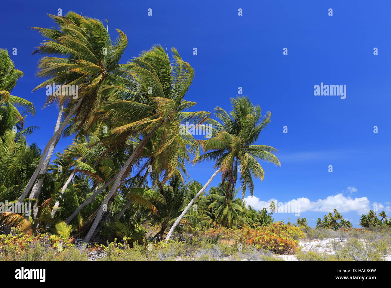 Coco Palm forest, Christmas (Kiritimati) Island, Kiribati Stock Photo ...
