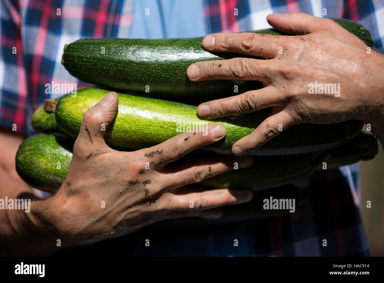 Senior man holding fresh zucchini in vegetable garden Stock Photo - Alamy