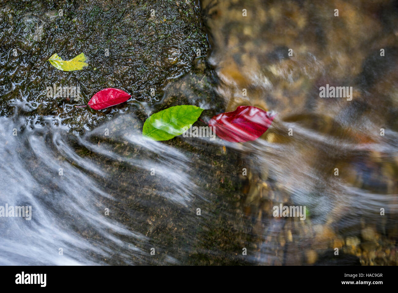 Colorful leaves in stream Stock Photo - Alamy