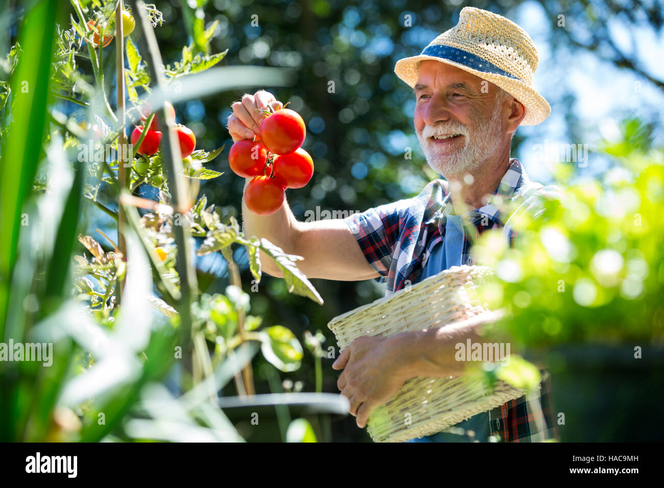 Senior man checking vegetables in the garden Stock Photo - Alamy