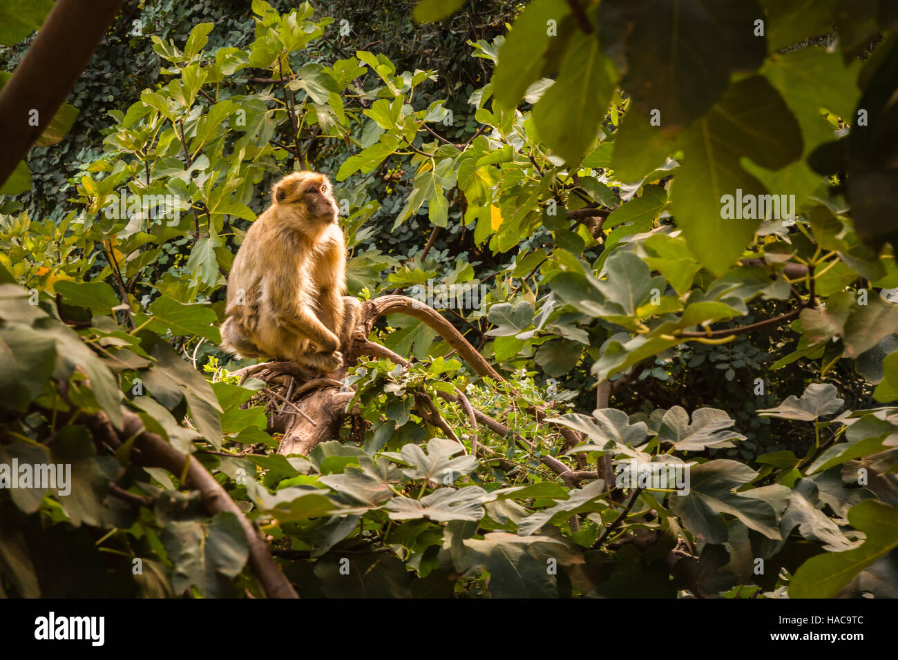 Monkey in the sun hi-res stock photography and images - Alamy