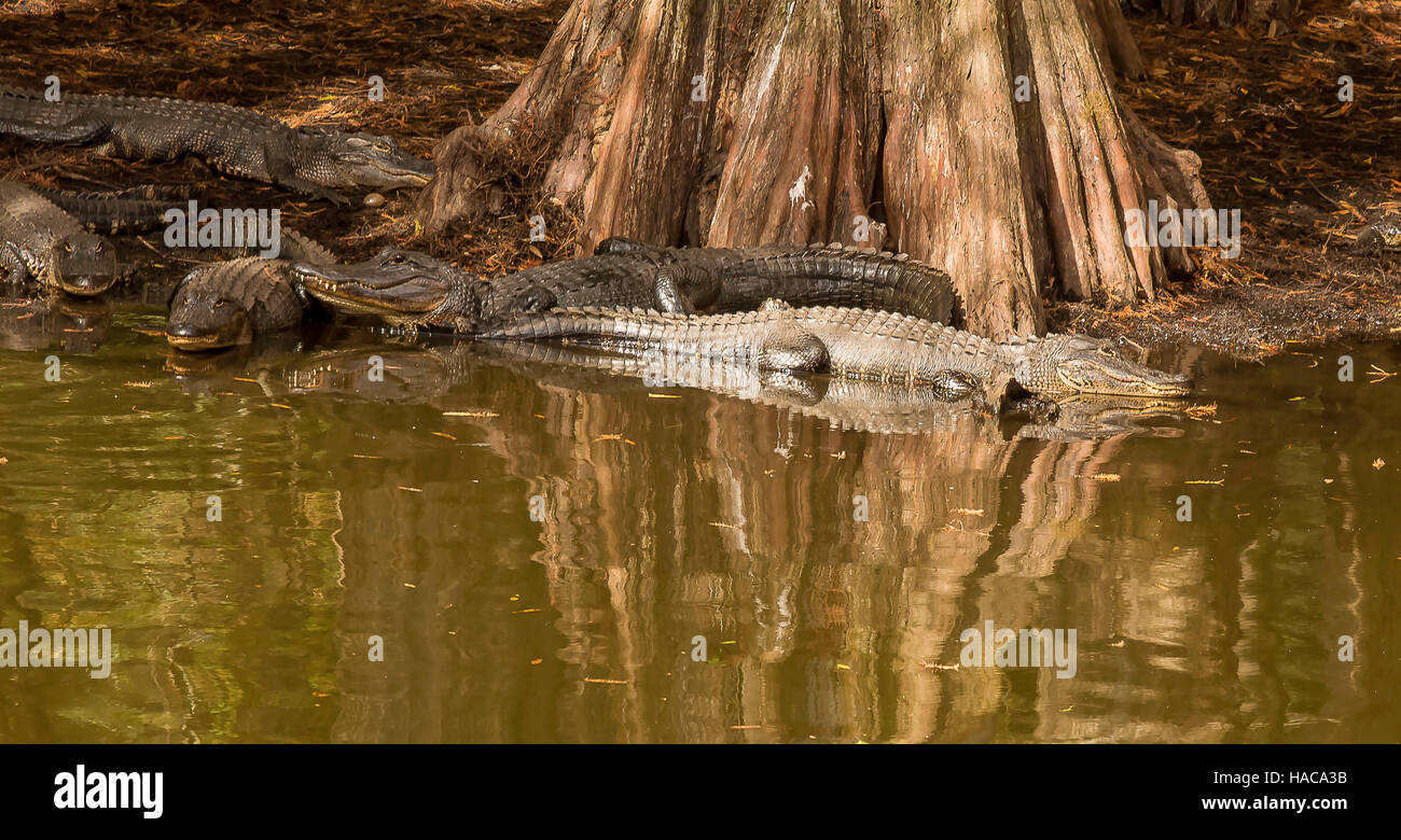 Group of alligators hi-res stock photography and images - Alamy
