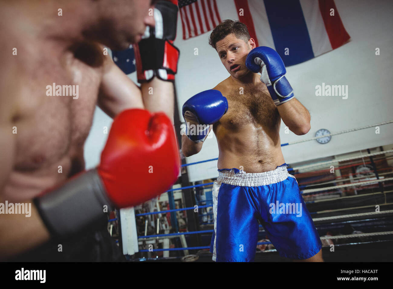 Boxers fighting in boxing ring Stock Photo - Alamy
