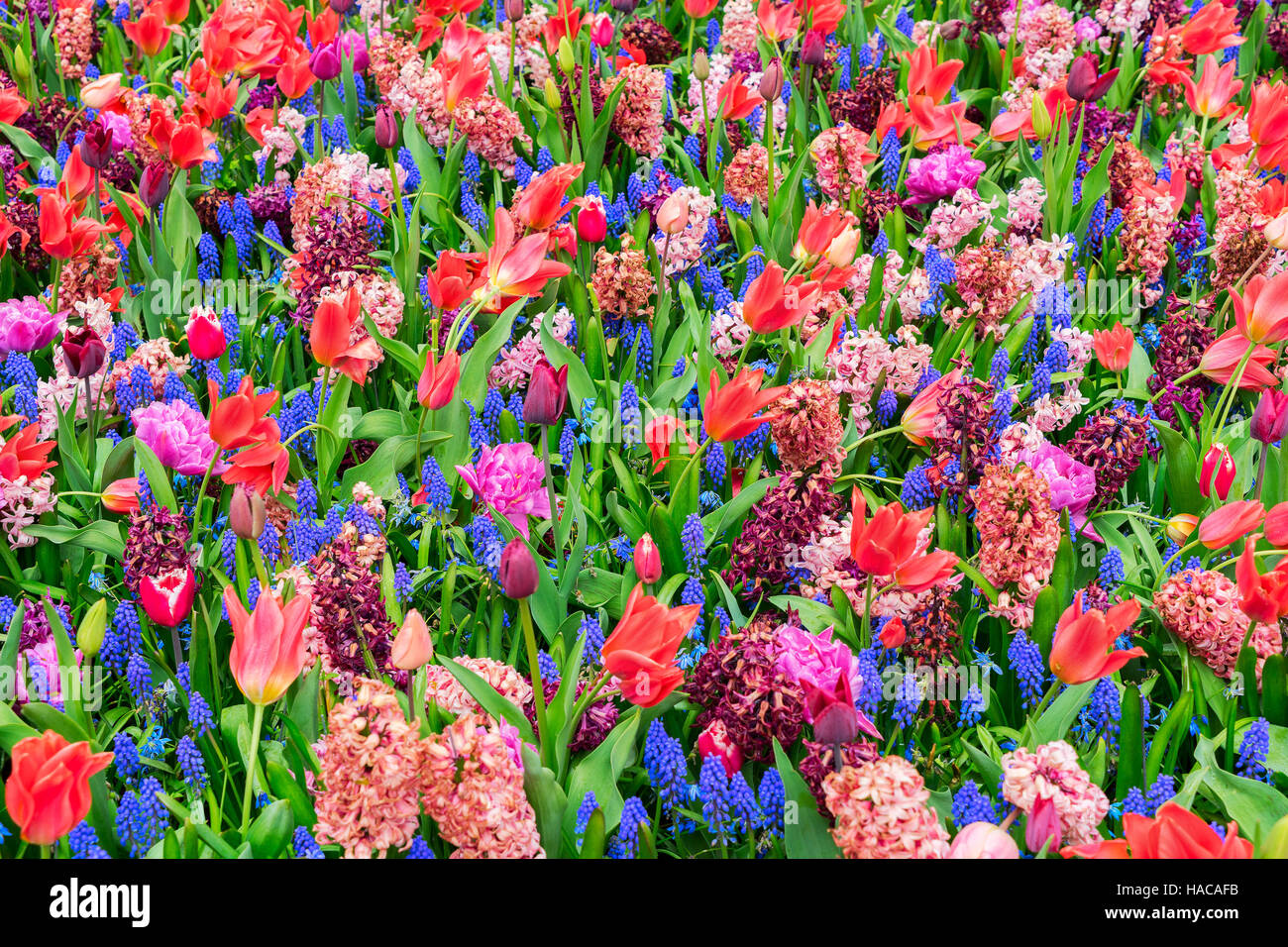 Formal spring garden Stock Photo - Alamy