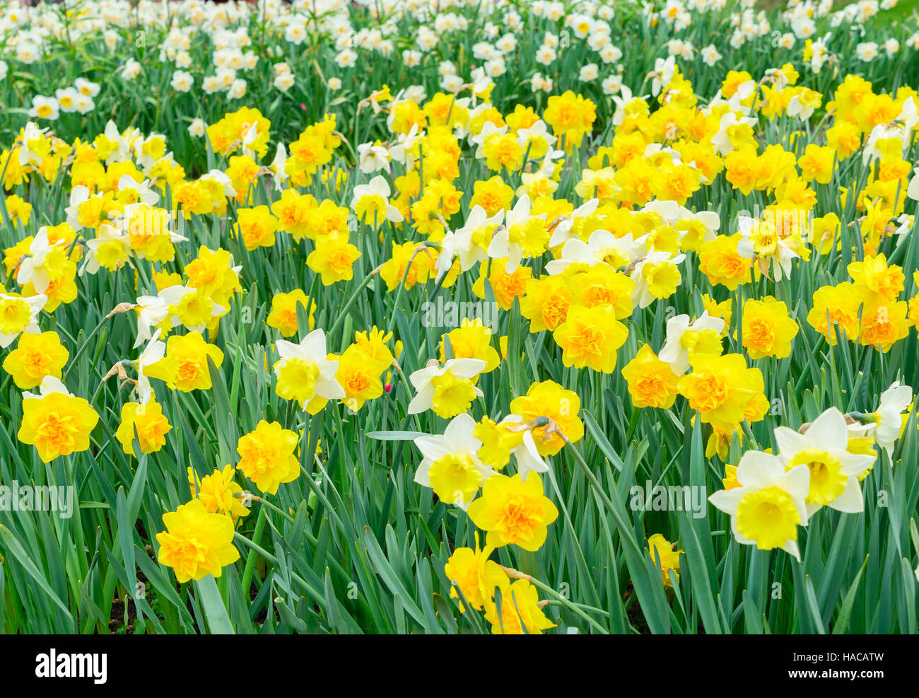 Harvest yellow daffodils hi-res stock photography and images - Alamy