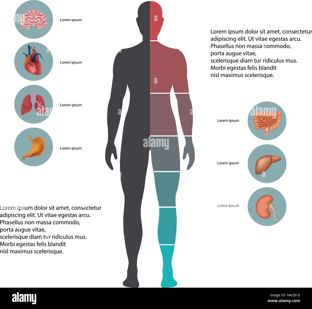 Biology human heart icons Stock Vector Images - Alamy