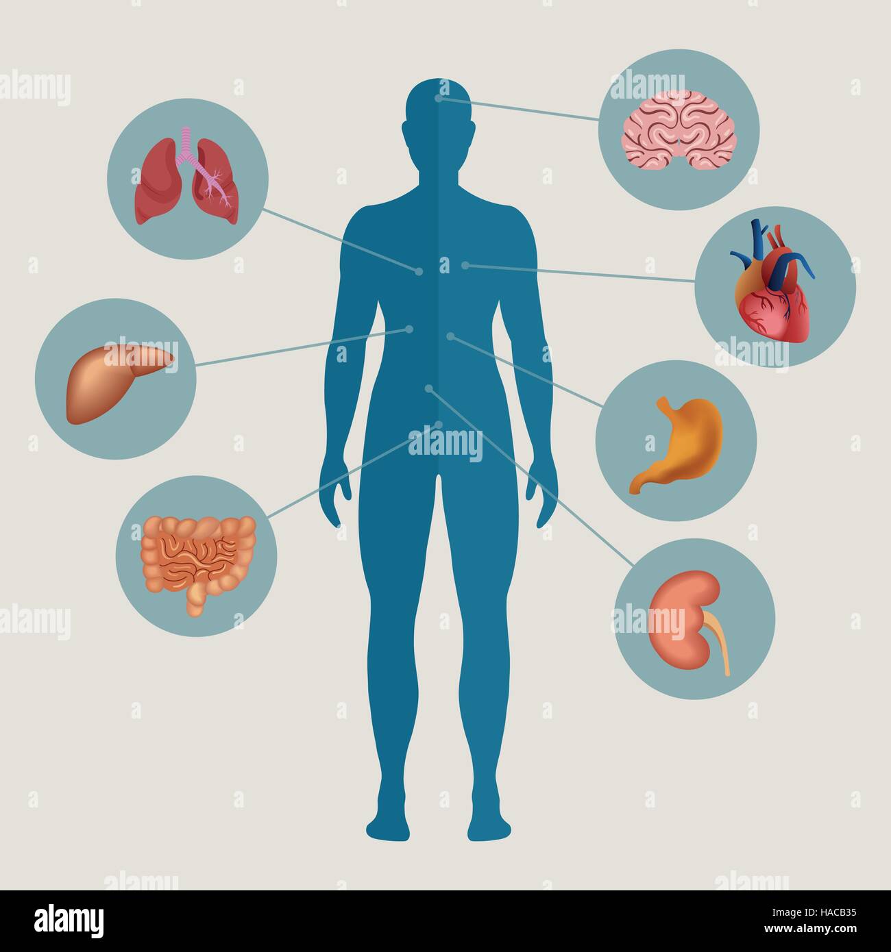 Human body with internal organs Stock Vector Image & Art - Alamy