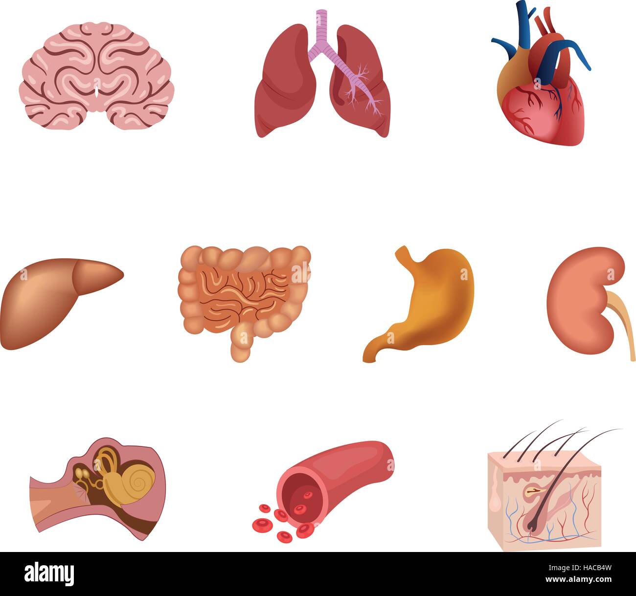 Different flat human organs set Stock Vector Image & Art - Alamy
