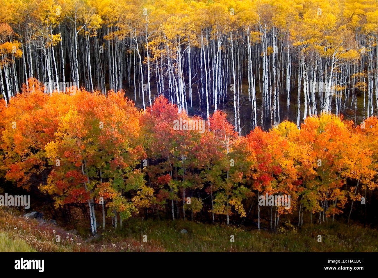 Colorado Aspen Grove, McClure Pass, Colorado. PHOTO BY LEE CRAKER Stock ...