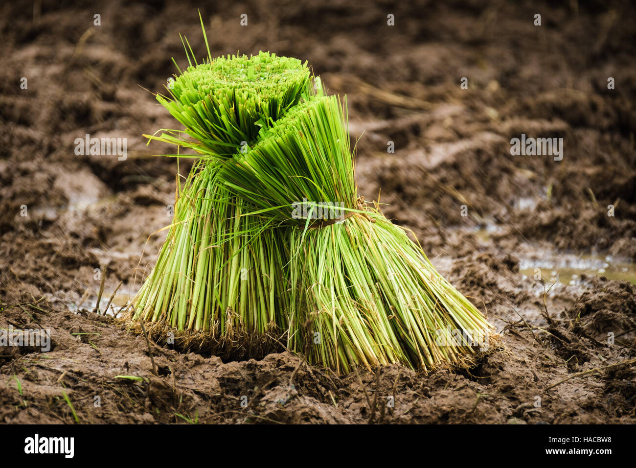 Young rice plants ready to be hand planted in Nakhon Nayok, ?Thailand ...