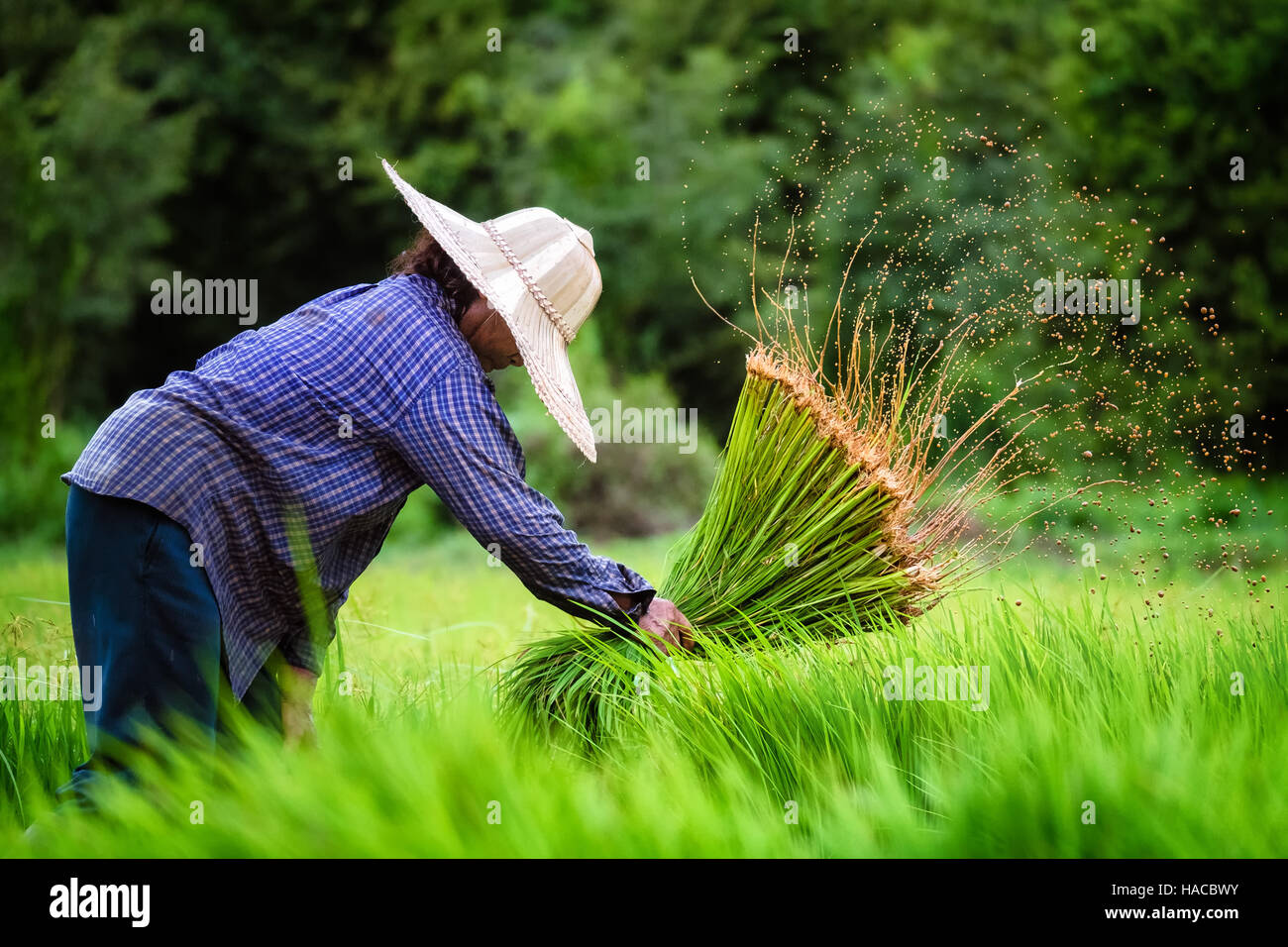 Siri, a 65 year old Thai woman farmer, works in her leased fields ...