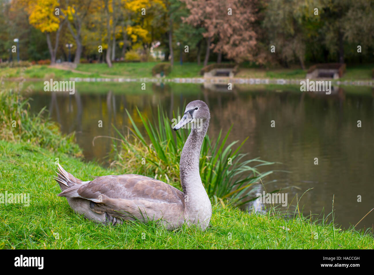 Baby swan walking hi-res stock photography and images - Alamy