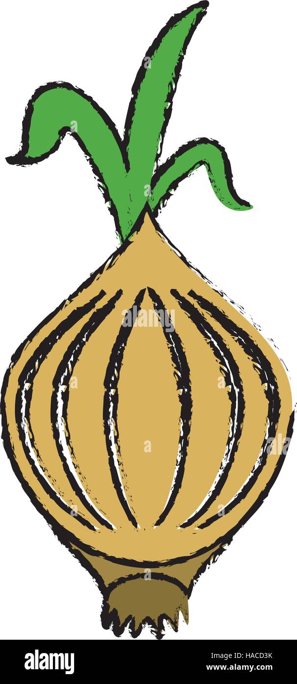 Fresh green onion sprouts Stock Vector Images - Alamy