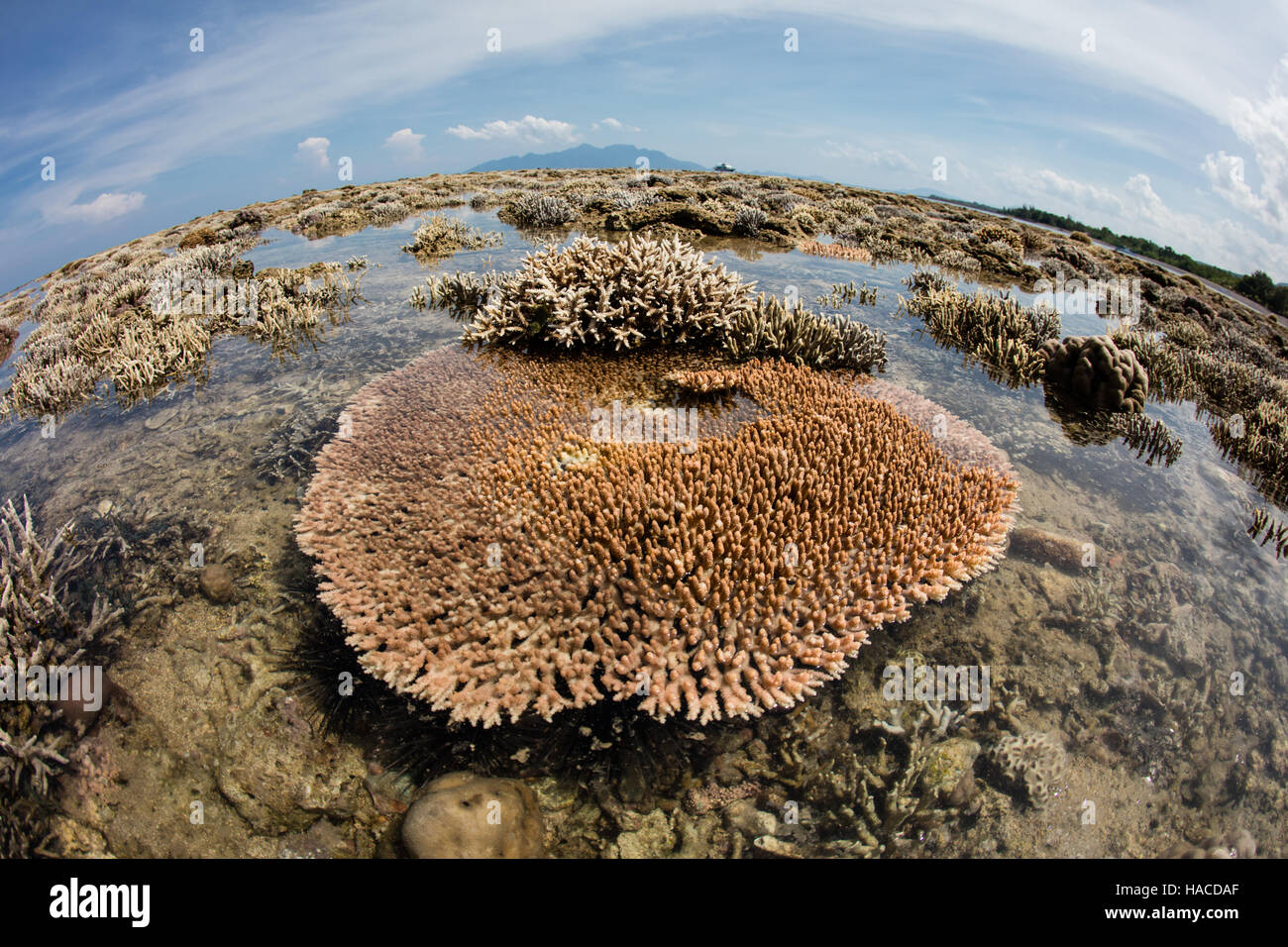 Tide pool biodiversity hi-res stock photography and images - Alamy