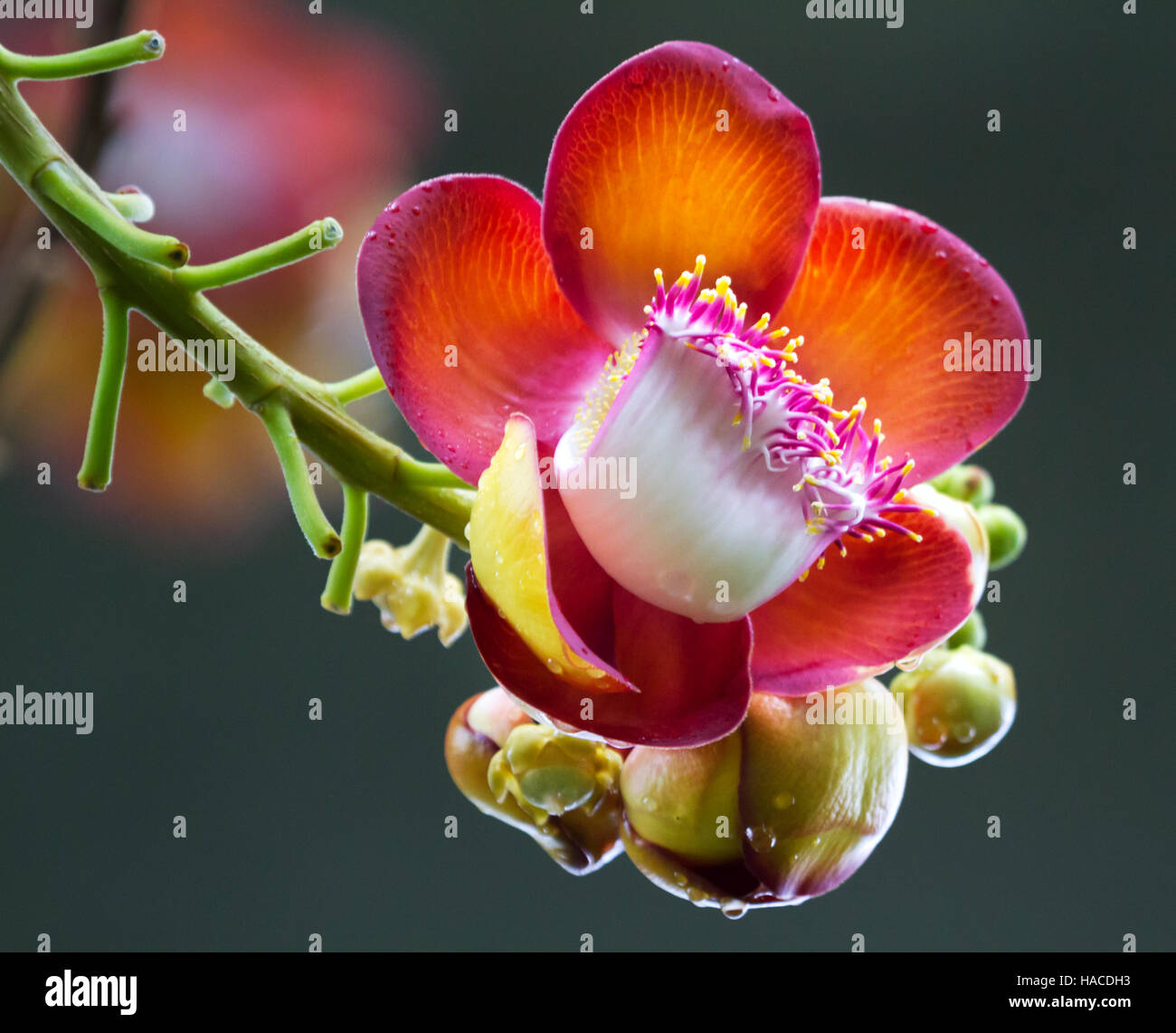 Flower of Cannonball Tree Stock Photo - Alamy