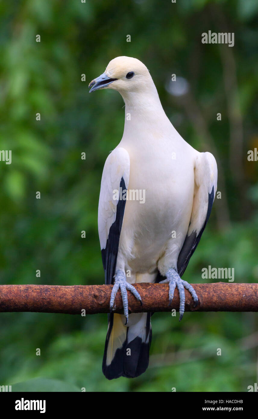 Pied imperial pigeon (Ducula bicolor Stock Photo - Alamy
