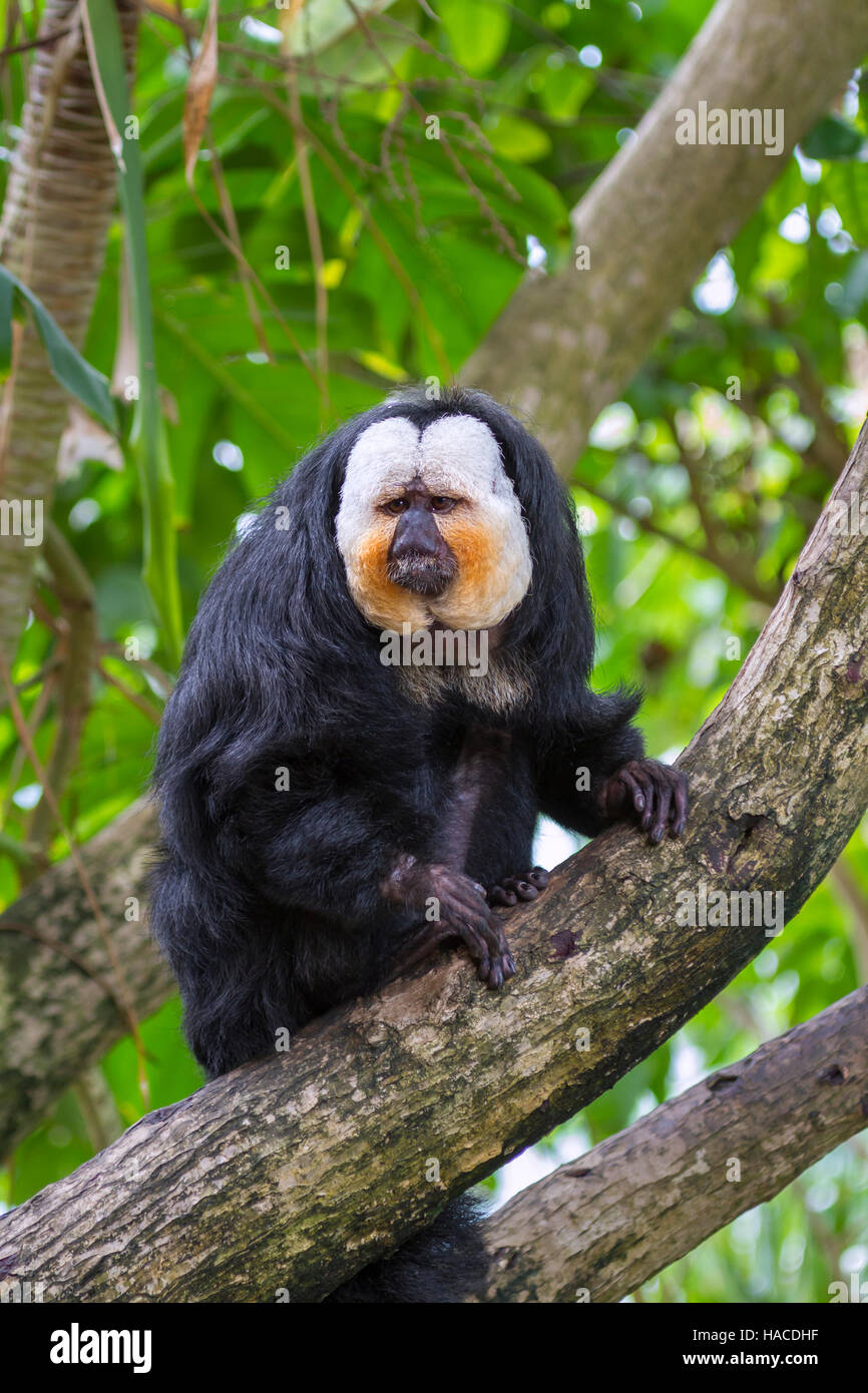 Saki monkey sitting on the tree Stock Photo - Alamy