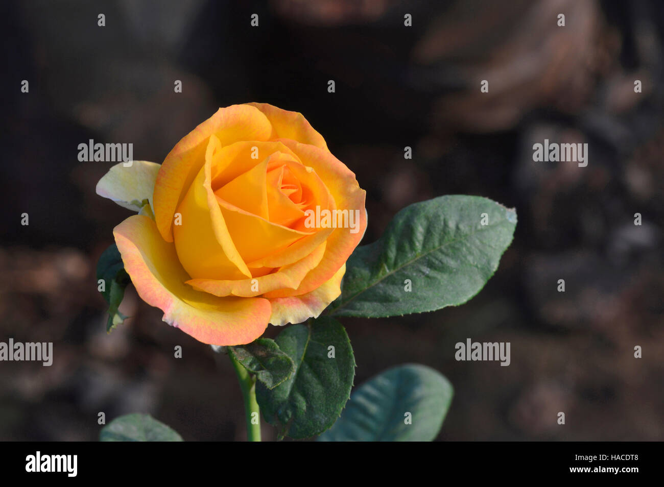 Yellow Grandiflora Rose near Pune, Maharashtra, India Stock Photo - Alamy