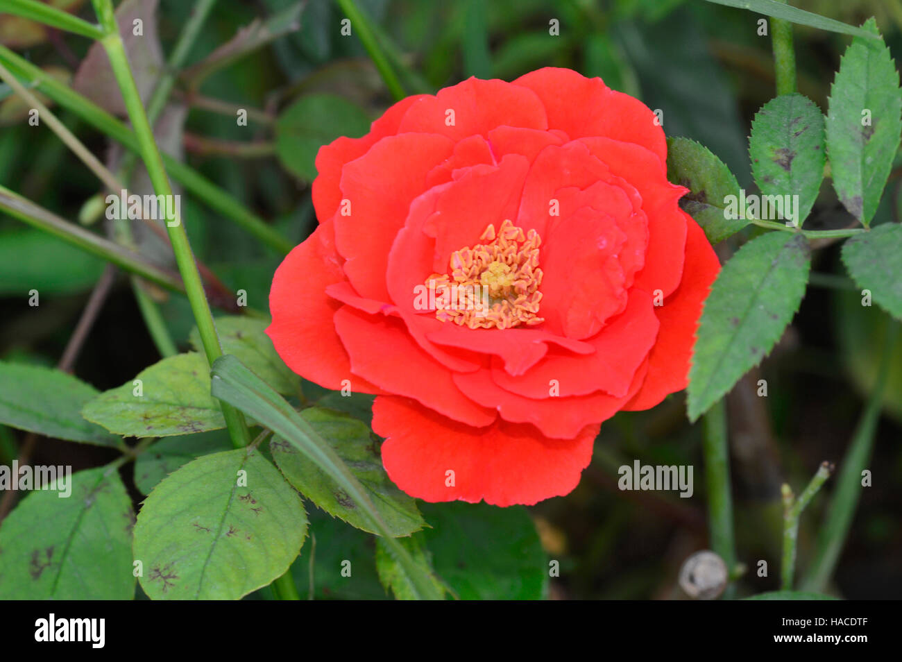Red Shrub Rose near Pune, Maharashtra, India Stock Photo - Alamy