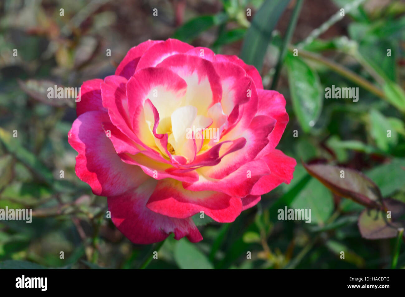 White Rose with pink tips near Pune, Maharashtra, India Stock Photo - Alamy