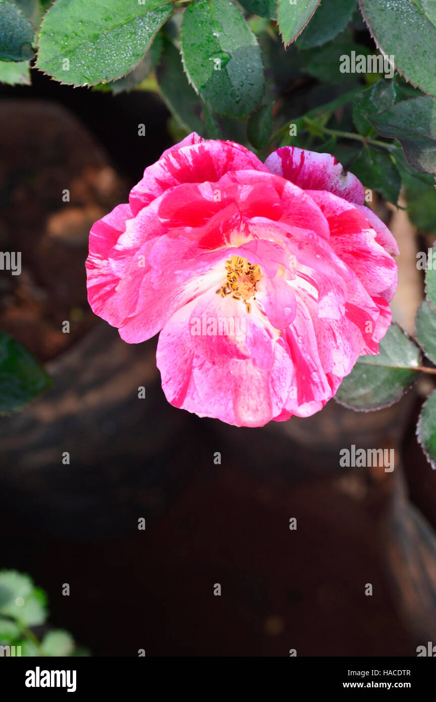 Rose gallica versicolor hi-res stock photography and images - Alamy