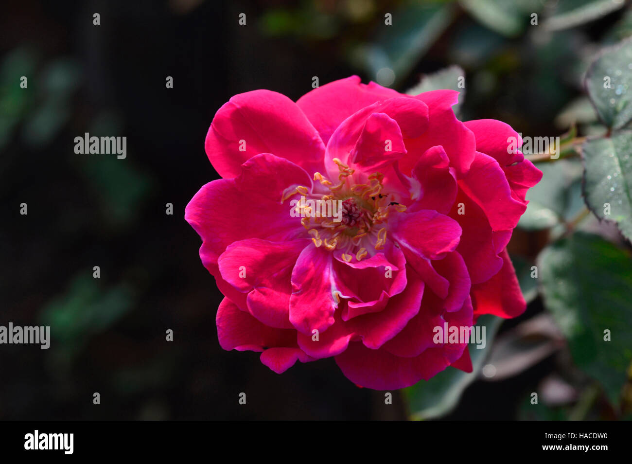 Dark red climbing rose hi-res stock photography and images - Alamy