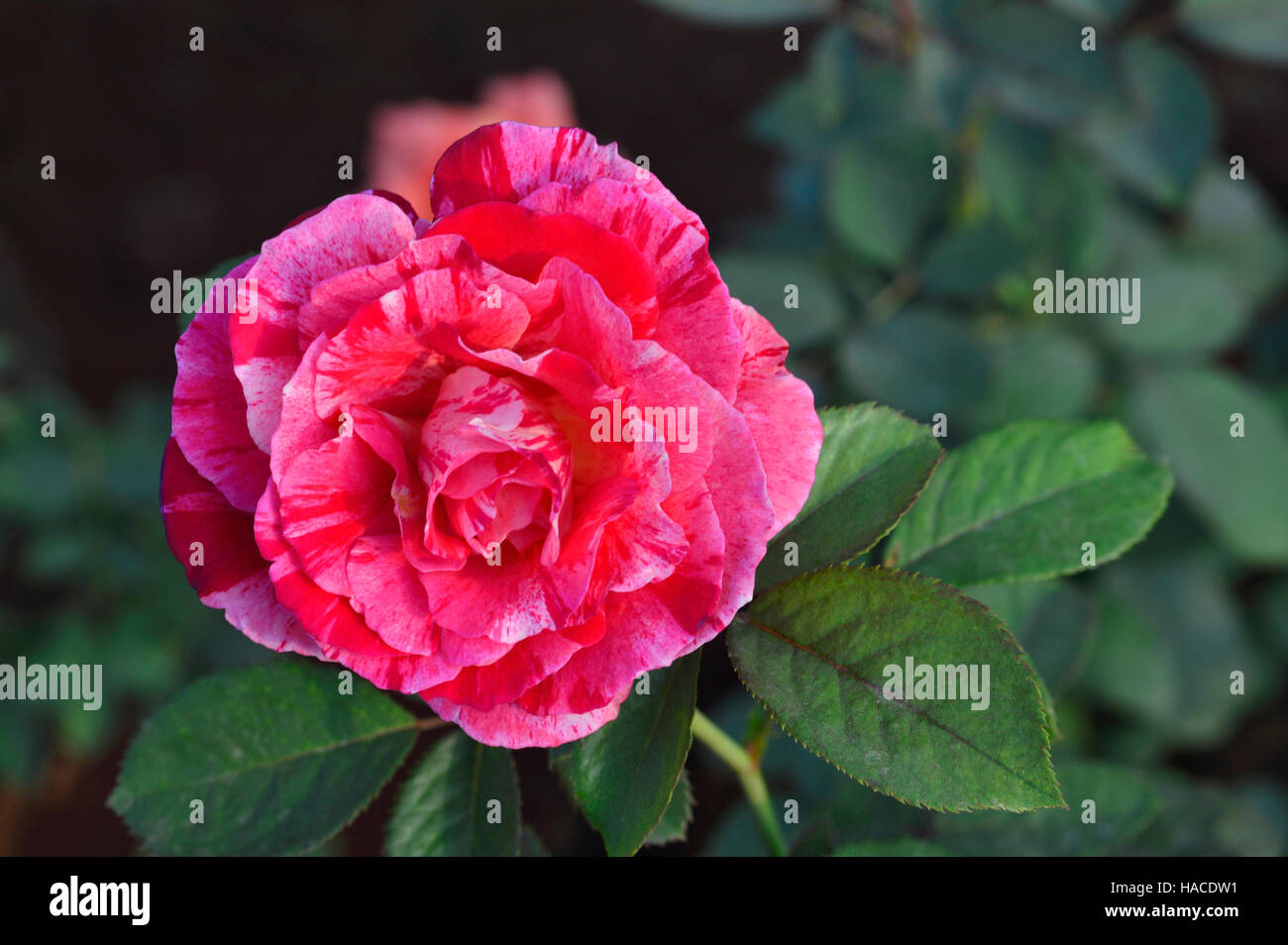 Red white striped rose hi-res stock photography and images - Alamy