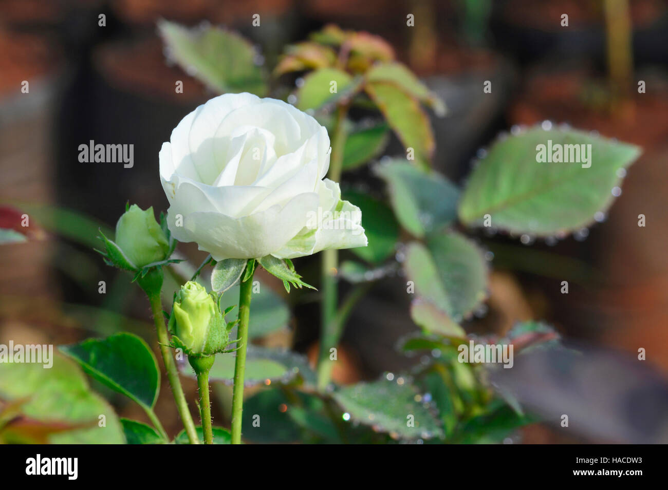 White Shrub Rose High Resolution Stock Photography and Images - Alamy