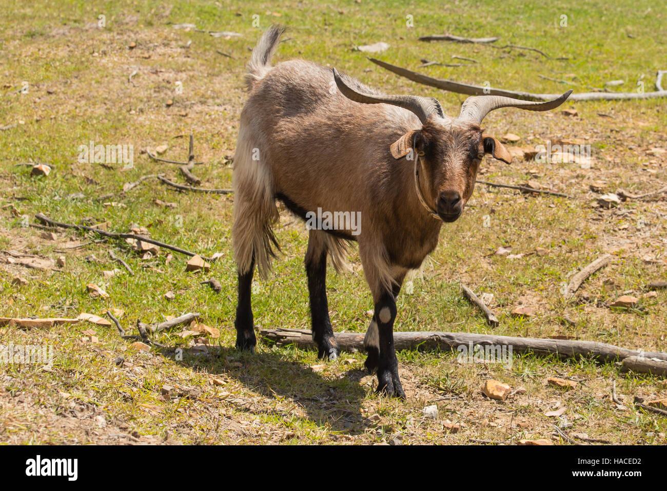 Australian cheese hi-res stock photography and images - Alamy