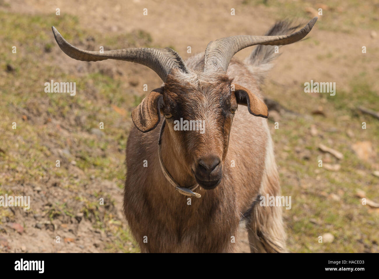 Australian goat hi-res stock photography and images - Alamy