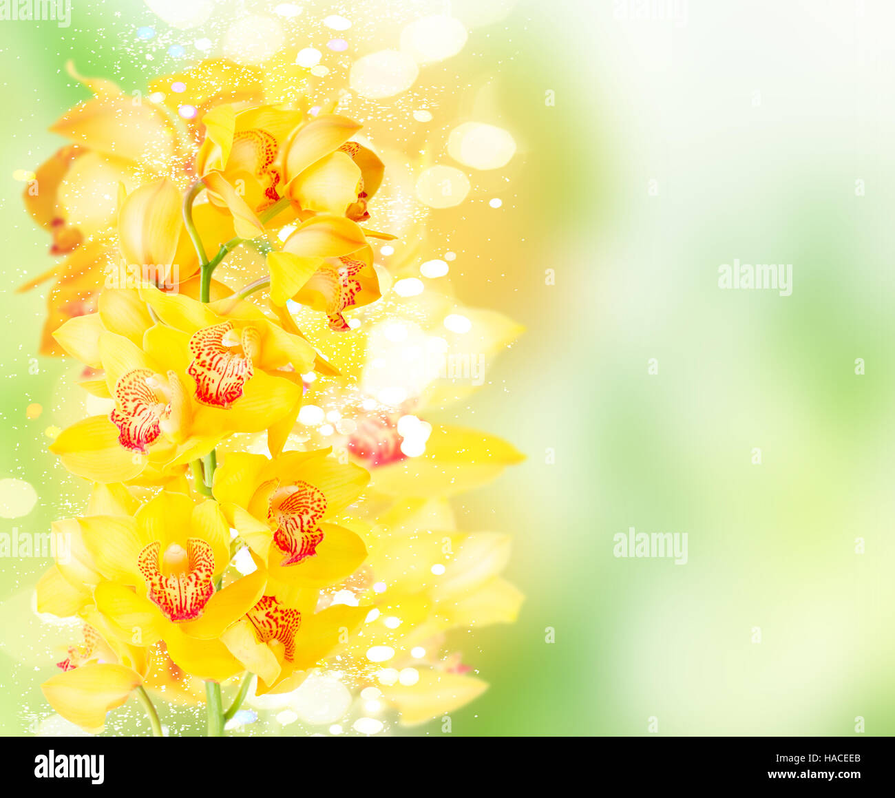 yellow orchid flowers Stock Photo - Alamy