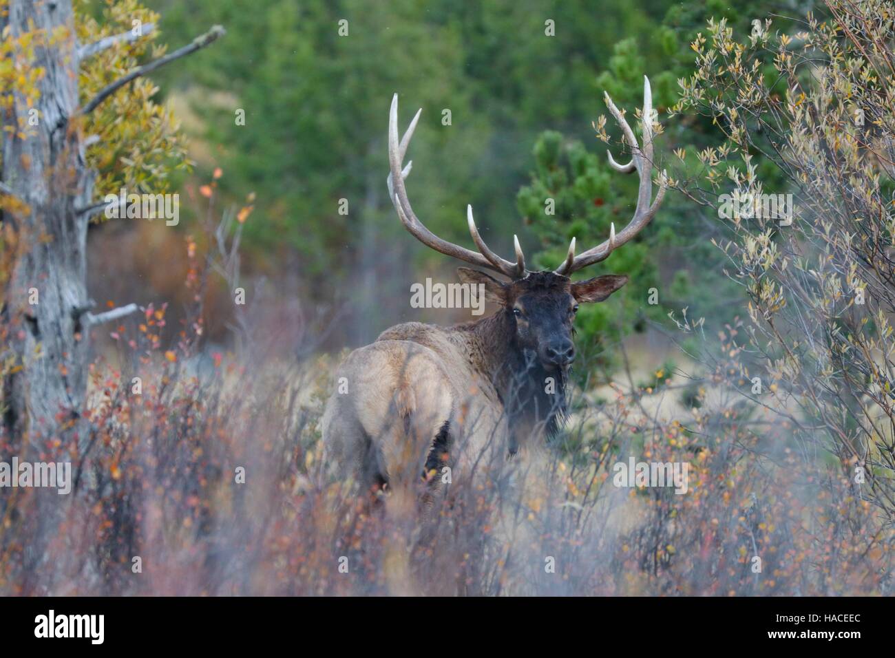 Elk looking back hi-res stock photography and images - Alamy