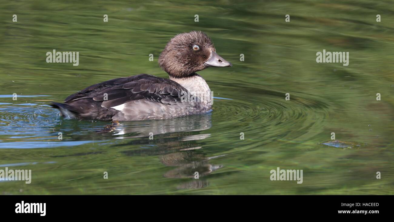 Golden Eyed Female Duck swimming in the Snake River, Wyoming Stock ...