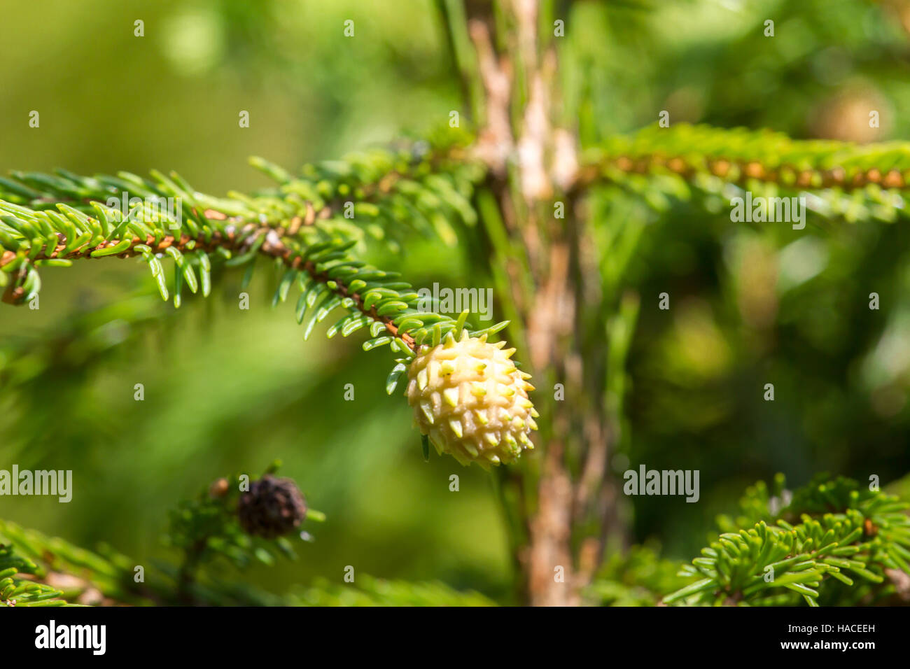 Macro photography female gametophyte at the eaten. The family of ...