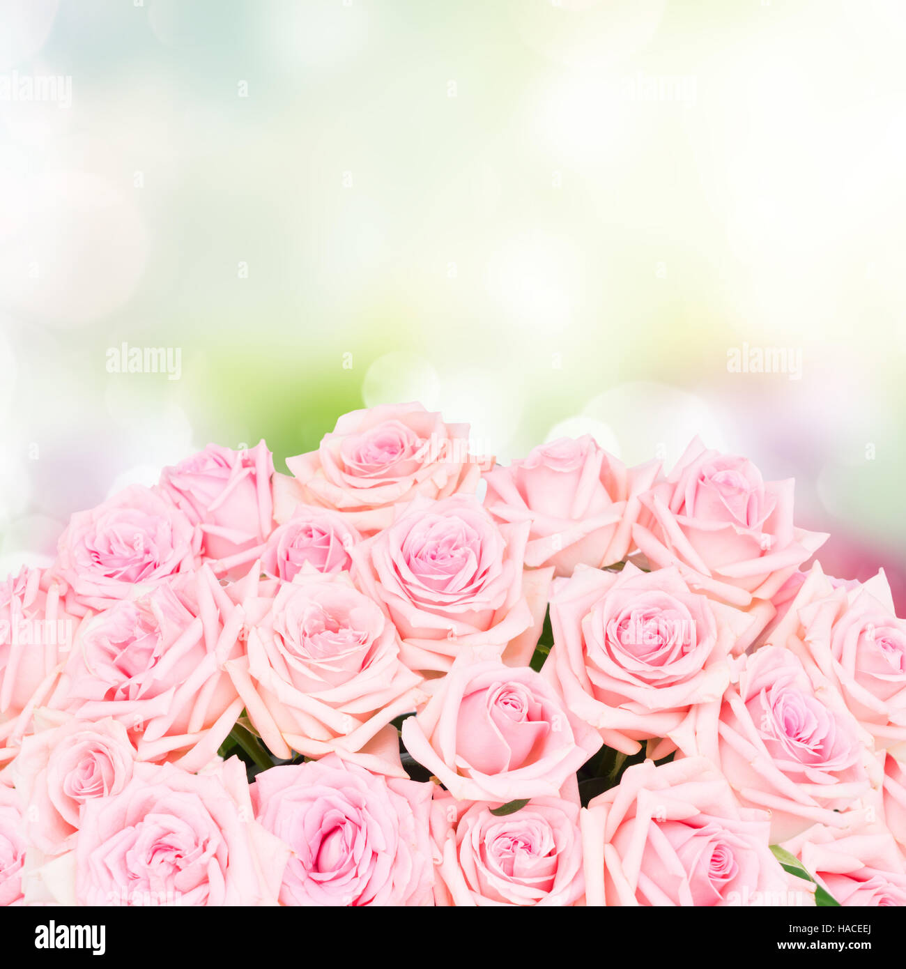 Pink blooming roses Stock Photo - Alamy
