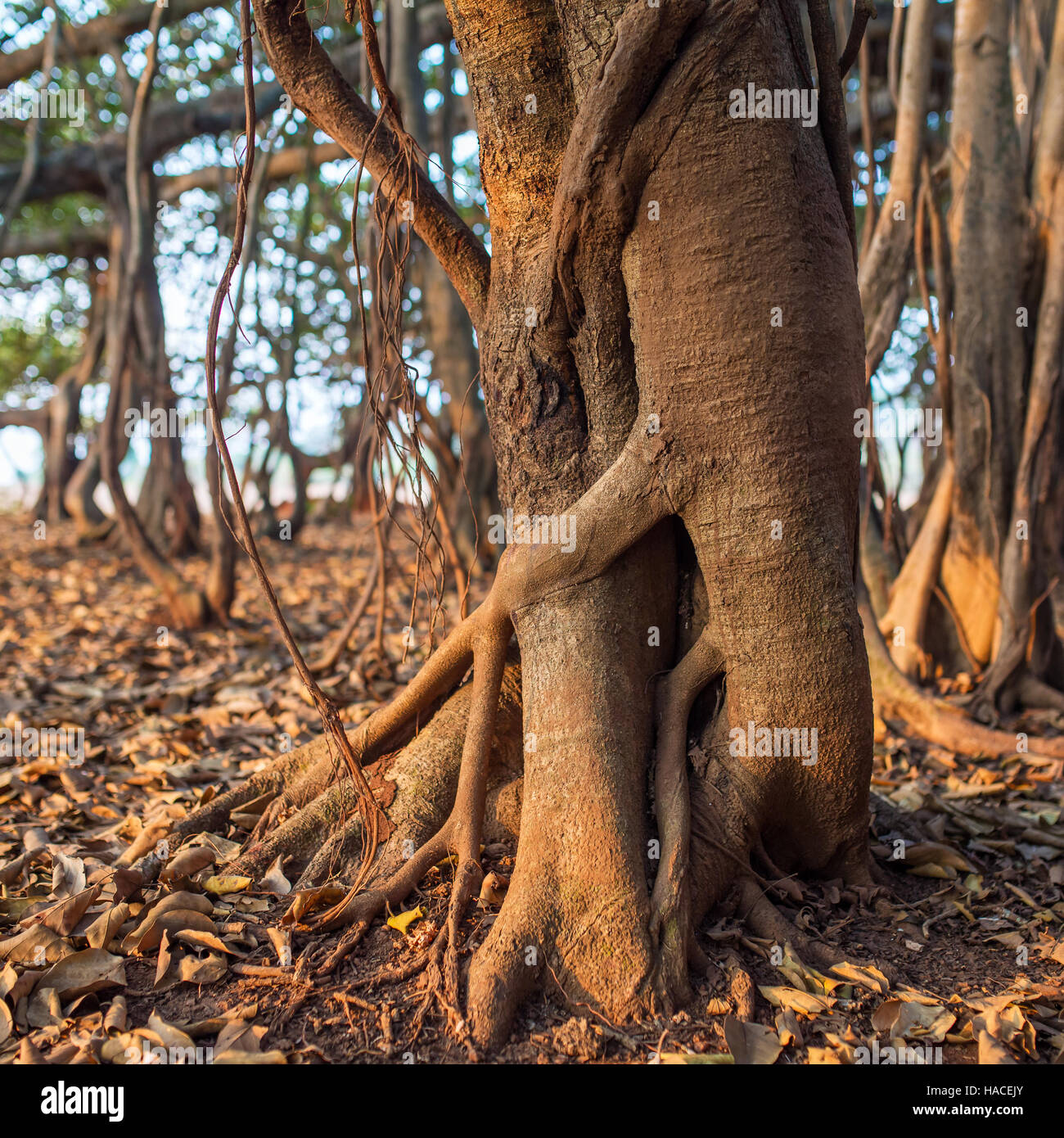 Tree of Life, roots of the Banyan Tree in morning sunlight Stock Photo ...