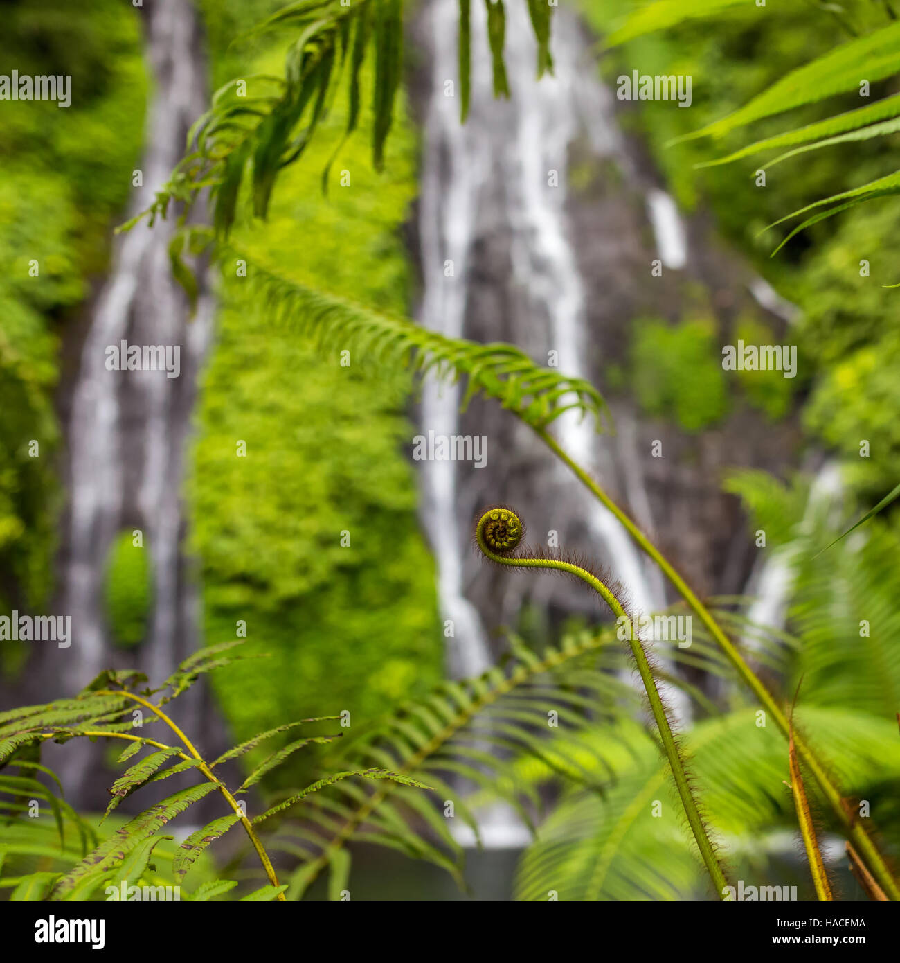 Young fern leaf close-up with a Beautiful Banyumala Waterfall on ...