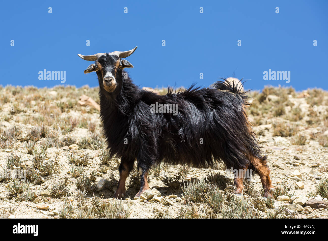 Hairy goat hi-res stock photography and images - Alamy