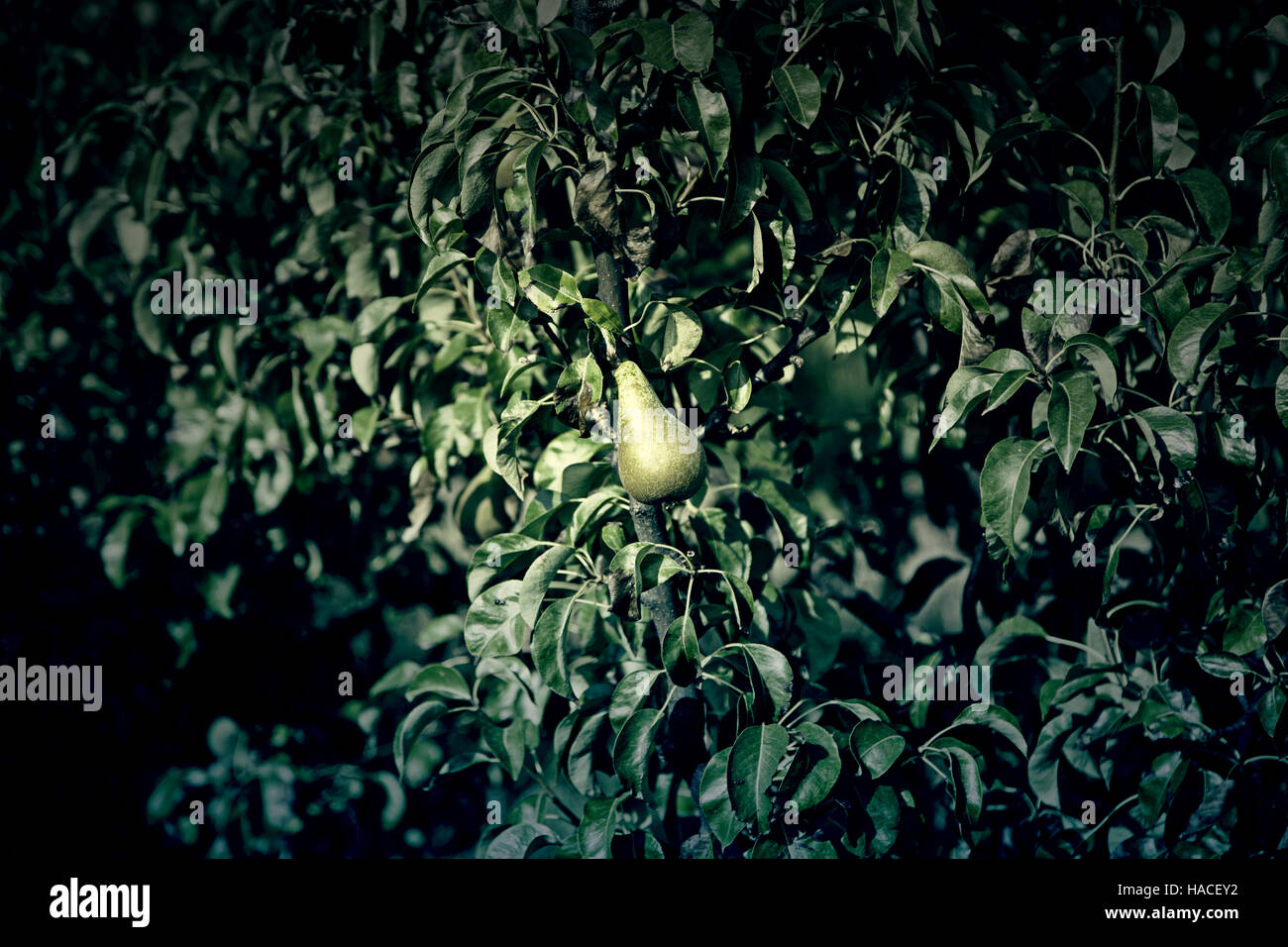 Pear trees in field, agriculture and harvesting Stock Photo - Alamy