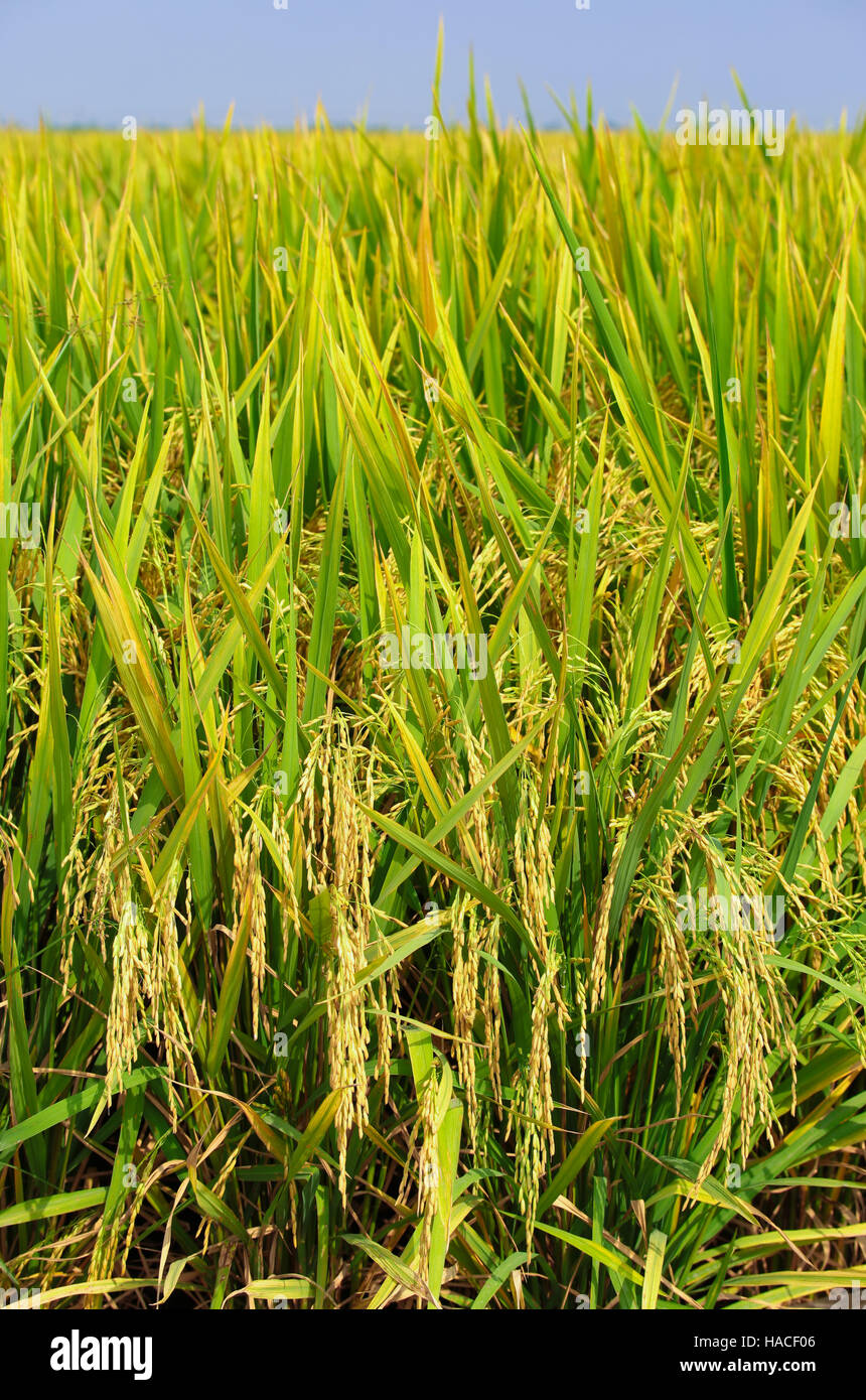 Paddy field ripe for harvest at Sekinchan, Malaysia Stock Photo - Alamy