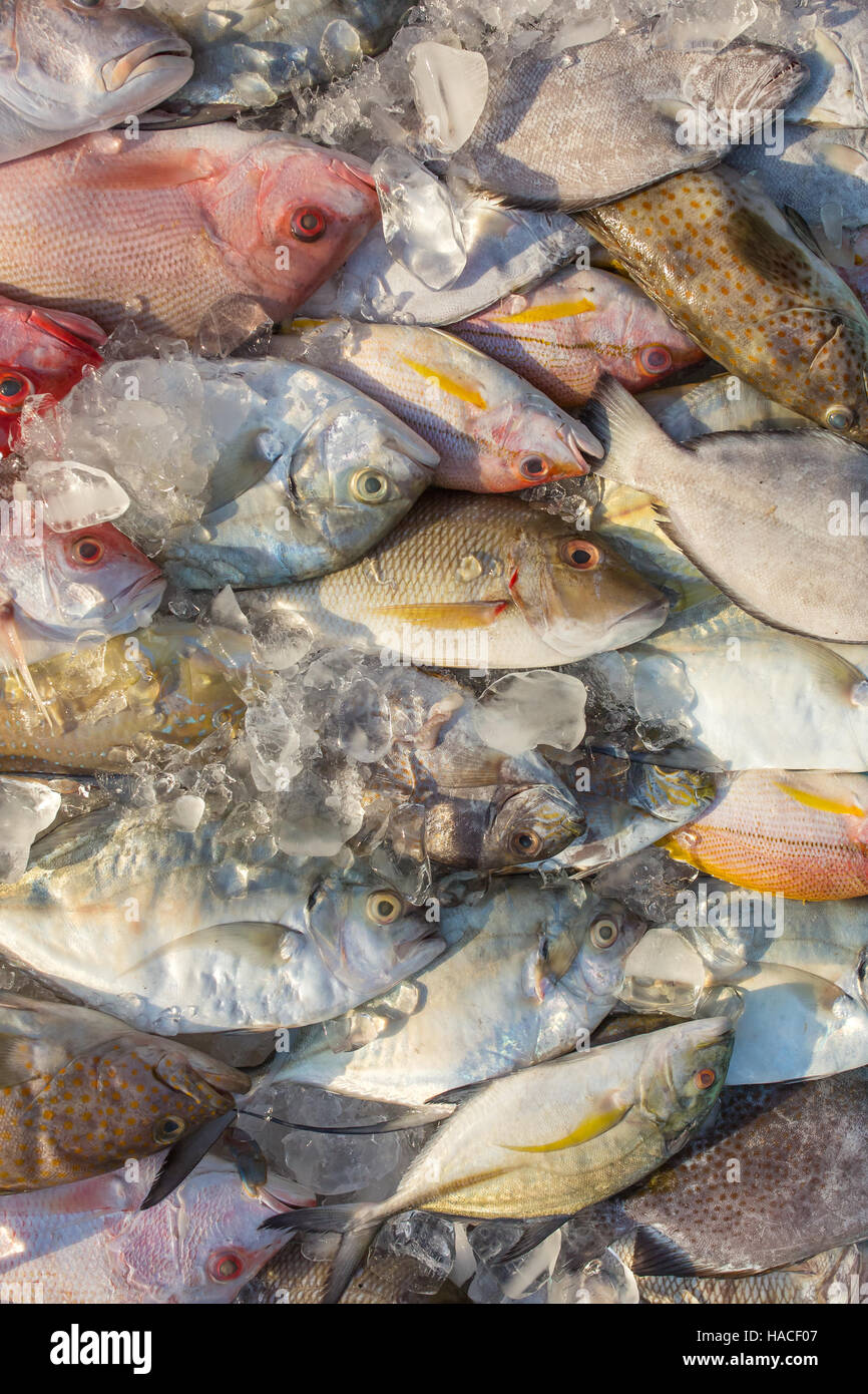 Fresh tropical fish on ice in the Kota Kinabalu market, Borneo ...