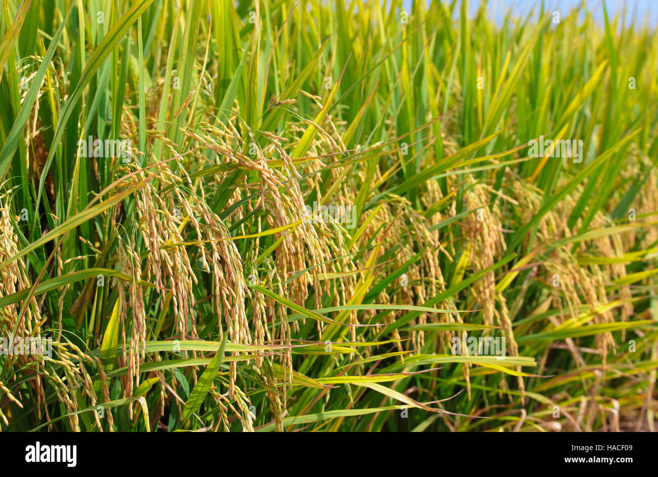 Paddy field ripe for harvest at Sekinchan, Malaysia Stock Photo - Alamy
